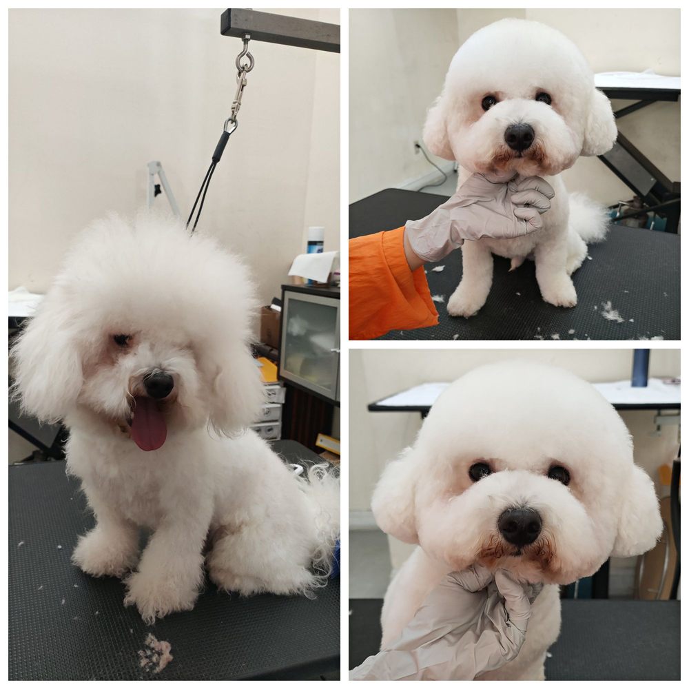 THE DOG SPA - 218 Photos & 169 Reviews - 169 W Portal Ave, San ...