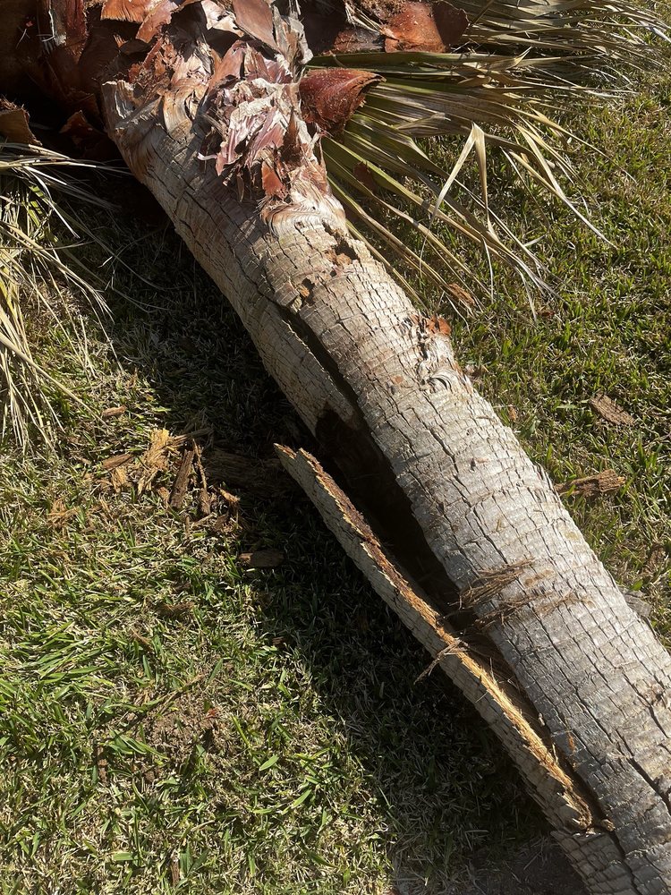 STICKS TREE SERVICE - Updated August 2025 - 53 Photos & 12 Reviews ...