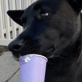 RUFF HOUSE PET RESORT - Updated March 2025 - 222 Photos & 201 Reviews ...