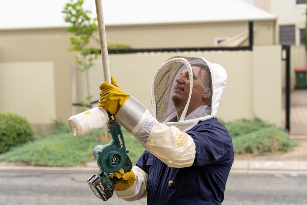 MURRAY PEST CONTROL - 13 Photos - 67 Magill Rd, Stepney South Australia ...