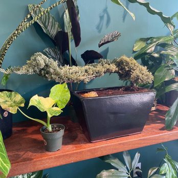 PLANTOEM - Updated November 2024 - 523 Photos & 109 Reviews - 3457 ...