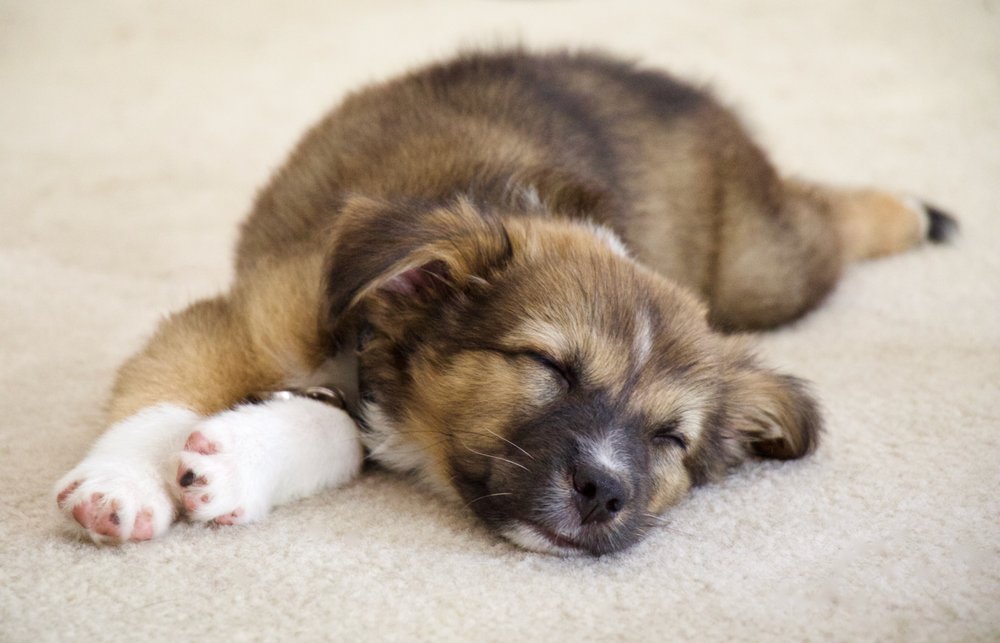 THE NOSE - Updated January 2025 - Leander, Texas - Dog Walkers - Phone ...