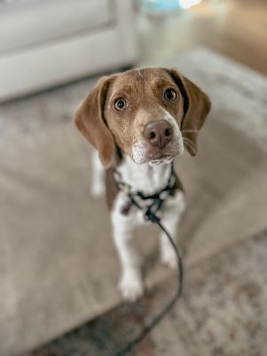 CAMP LEGACY DOGS - Updated November 2025 - 66 Photos - Jefferson City ...