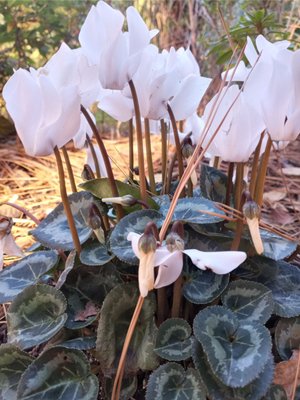 UNIVERSITY ARBORETUM - Updated December 2025 - 52 Photos - 6000 J St ...