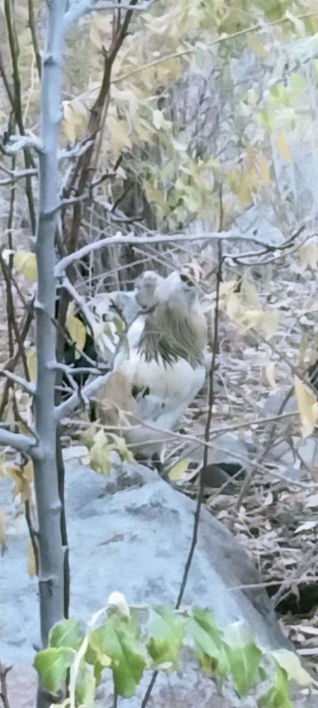 MAYBERRY PARK - 183 Photos & 46 Reviews - 121 Woodland Dr, Reno, Nevada ...