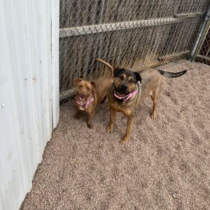 SADONA LABRADORS - Updated April 2025 - Kersey, Colorado - Pet Breeders ...