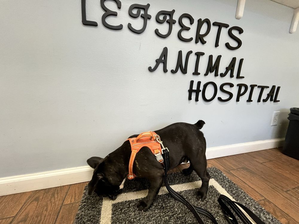 LEFFERTS ANIMAL HOSPITAL - Updated August 2024 - 75 Photos & 156 ...