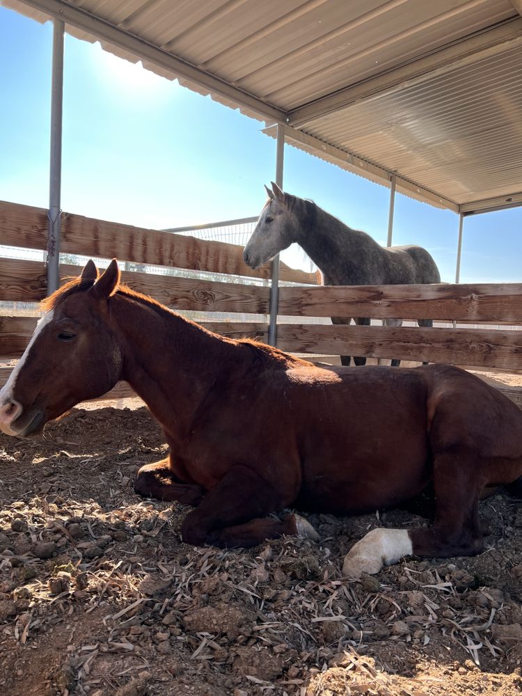 CACTUS RANCH - Updated January 2025 - 9670 E Cactus Rd, Scottsdale ...