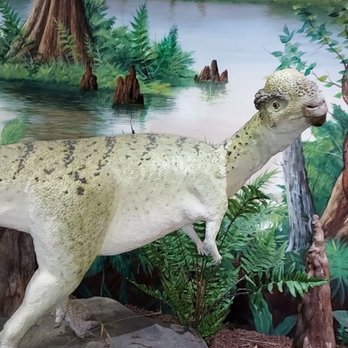 THE DINOSAUR STORE - Updated July 2024 - 184 Photos & 79 Reviews - 250 ...
