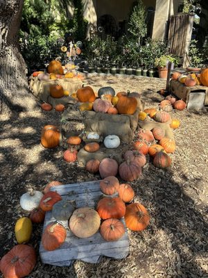 ALDEN LANE NURSERY - Updated December 2025 - 430 Photos & 235 Reviews ...