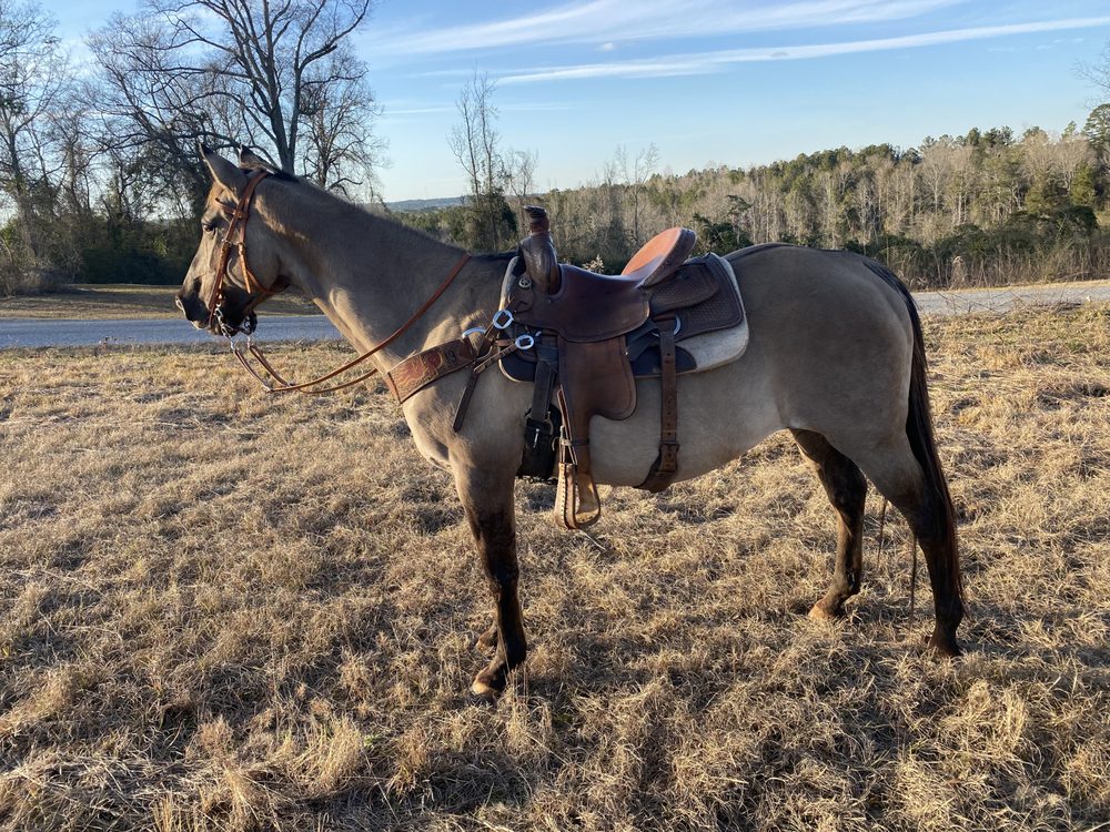 ROCKING S HORSE TRAINING AND RESCUE - Updated February 2025 - Raleigh ...