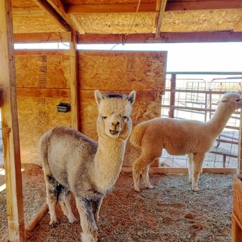 DESERT MIRAGE ALPACA RANCH - Updated August 2025 - 33 Photos & 11 ...