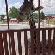 BRIGHT’S ZOO - 41 Photos & 16 Reviews - Zoos - 3425 Hwy 11 E, Limestone ...