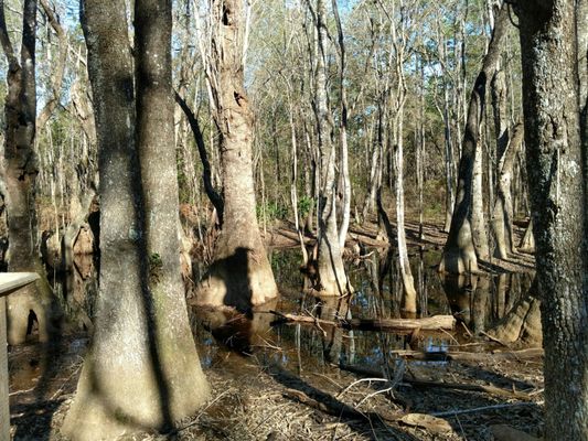 LEON SINKS GEOLOGICAL AREA - Updated June 2024 - 47 Photos & 14 Reviews ...