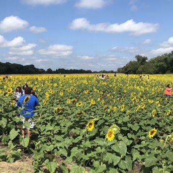 GRINTER’S SUNFLOWER FARM - Updated March 2025 - 95 Photos & 33 Reviews ...