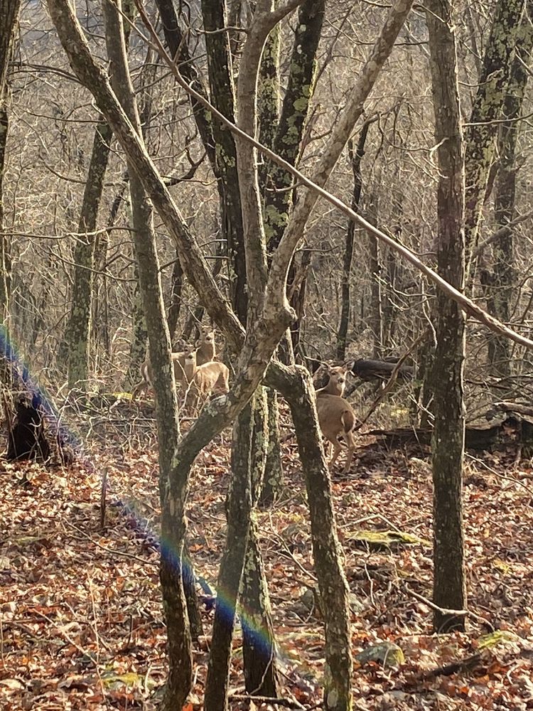 HUMPBACK ROCKS - 141 Photos & 40 Reviews - Blue Ridge Pkwy, Rockfish ...