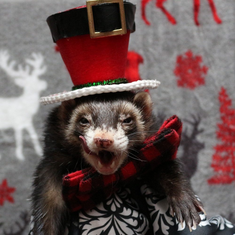 WASHINGTON FERRET RESCUE AND SHELTER - Updated December 2025 - 6124 ...