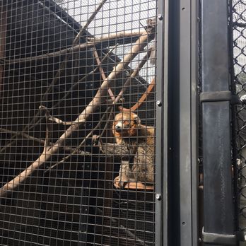 DUKE UNIVERSITY LEMUR CENTER - Updated August 2024 - 349 Photos & 73 ...