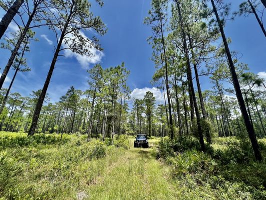 GOETHE STATE FOREST - Updated September 2025 - 9110 SE County Rd ...