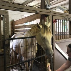 Solly Stables - 40 Photos - Horse Boarding - 1140 Solly Ave, Fox Chase ...