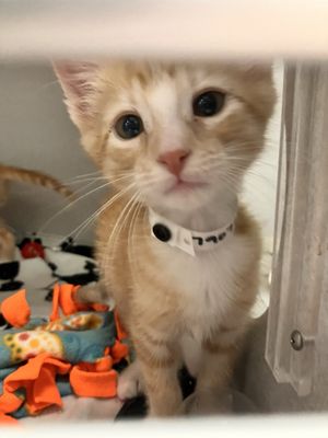 ARIZONA HUMANE SOCIETY - PAPAGO PARK CAMPUS - Updated January 2026 - 49 ...