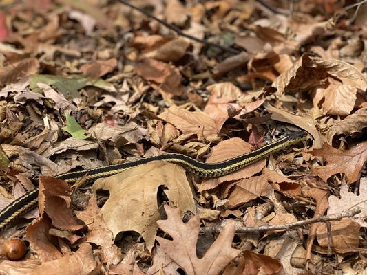 SNAKE DEN STATE PARK - Updated September 2025 - 28 Photos - 2321 ...