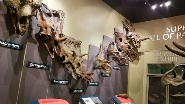BURPEE MUSEUM OF NATURAL HISTORY - 47 Photos & 22 Reviews - 737 N Main ...