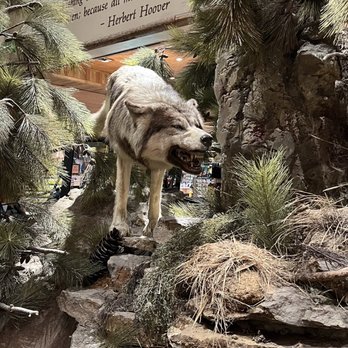 BASS PRO SHOPS - Updated August 2025 - 335 Photos & 222 Reviews - 7970 ...