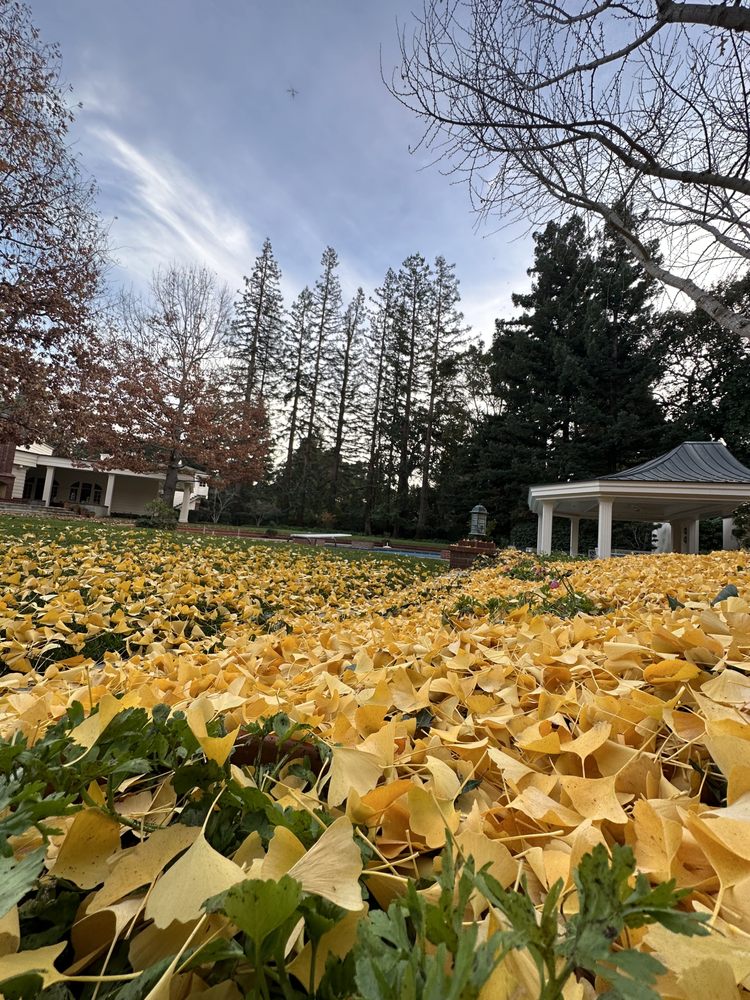 ANGULO’S NORCAL TREE SERVICE - Updated October 2025 - 21 Photos & 10 ...