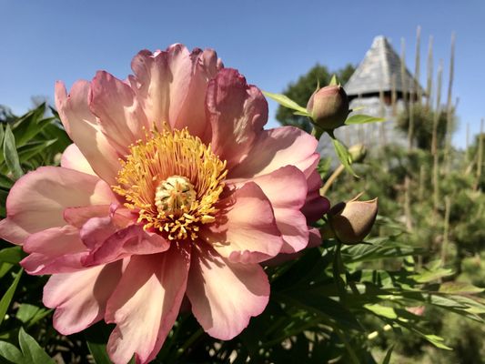 THE GARDENS AT HEATHER FARM - 384 Photos & 83 Reviews - 1540 Marchbanks ...