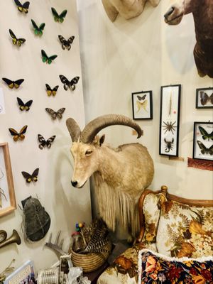 THE INSECT ASYLUM - Updated December 2025 - 65 Photos & 15 Reviews ...