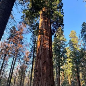 TULARE COUNTY LIBRARY - Updated January 2026 - 23 Photos & 23 Reviews ...