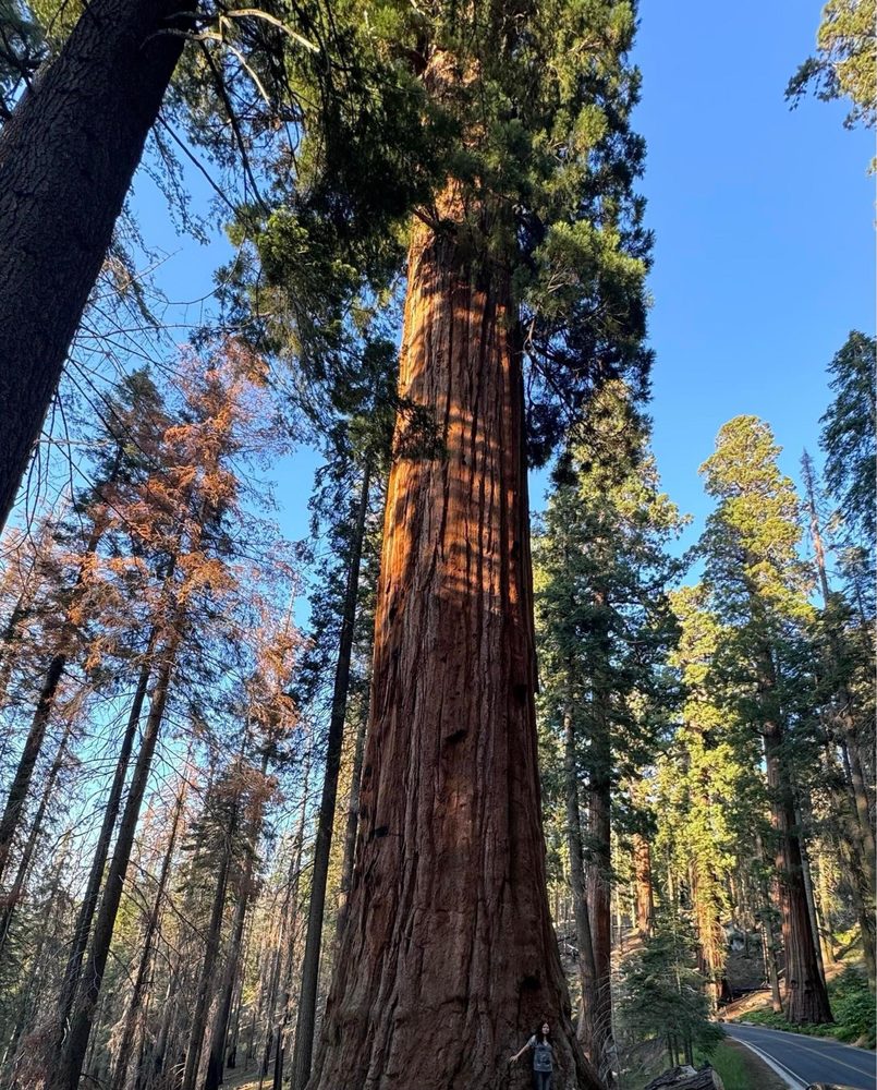 DMV - VISALIA - Updated December 2025 - 31 Reviews - 1711 E Main St ...