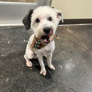 OLDE TOWNE PET RESORT - 99 Photos & 109 Reviews - 21460 Squire Ct ...