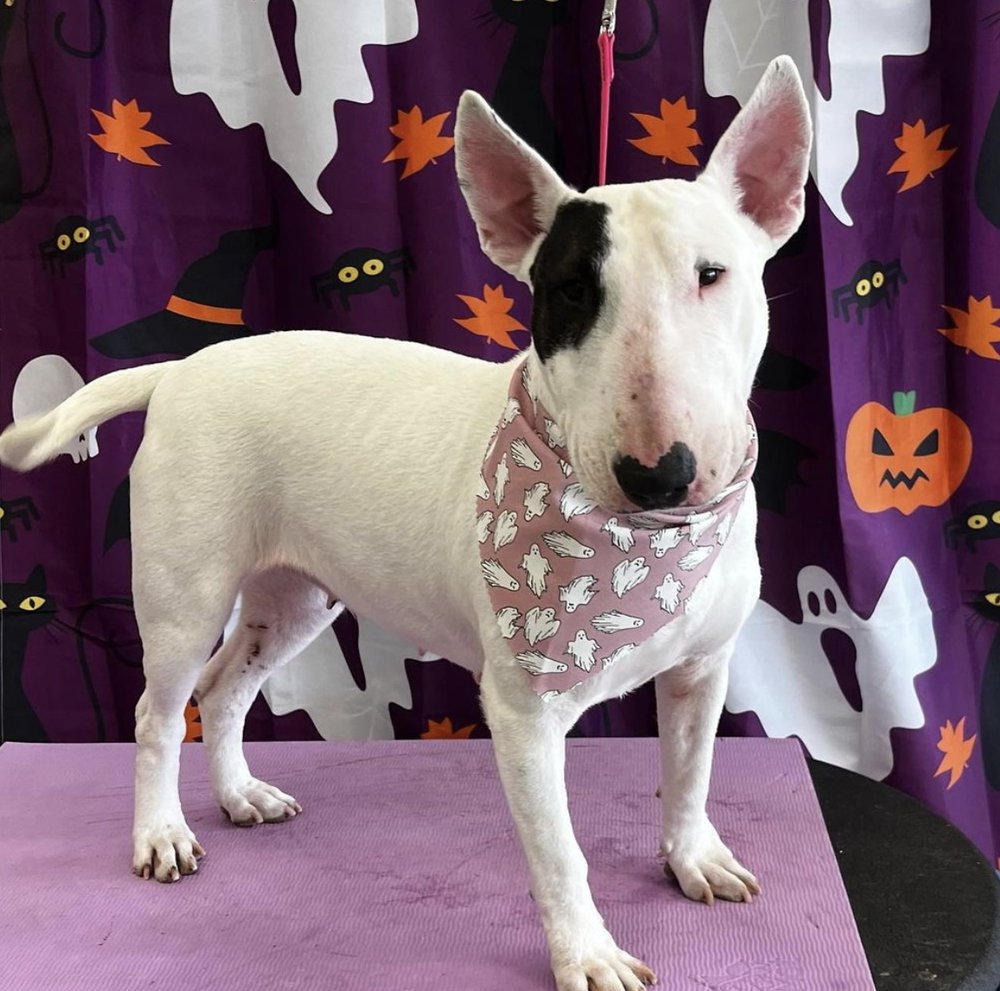 BOUJEE BITCHES GROOMING - Updated April 2026 - 31 Photos - Nampa, Idaho ...