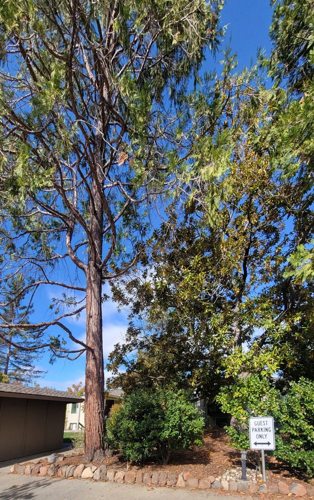 ROSSMOOR - Updated May 2026 - 21 Photos & 45 Reviews - 1001 Golden Rain ...