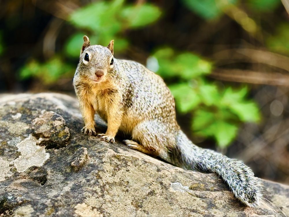 ZION NATIONAL PARK - Updated December 2025 - 8931 Photos & 1538 Reviews ...