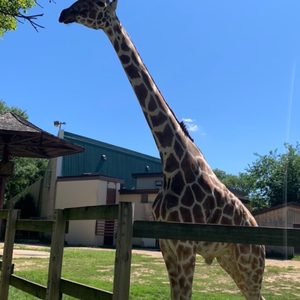 HENRY VILAS PARK ZOO - 409 Photos & 220 Reviews - 702 S Randall Ave ...