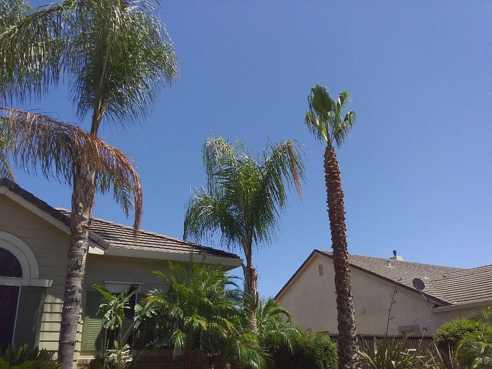 K&R TOTAL TREE CARE - Updated October 2024 - 21 Photos - Stockton ...