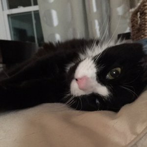 THE CAT CONNECTION - Updated December 2025 - 28 Photos & 13 Reviews ...