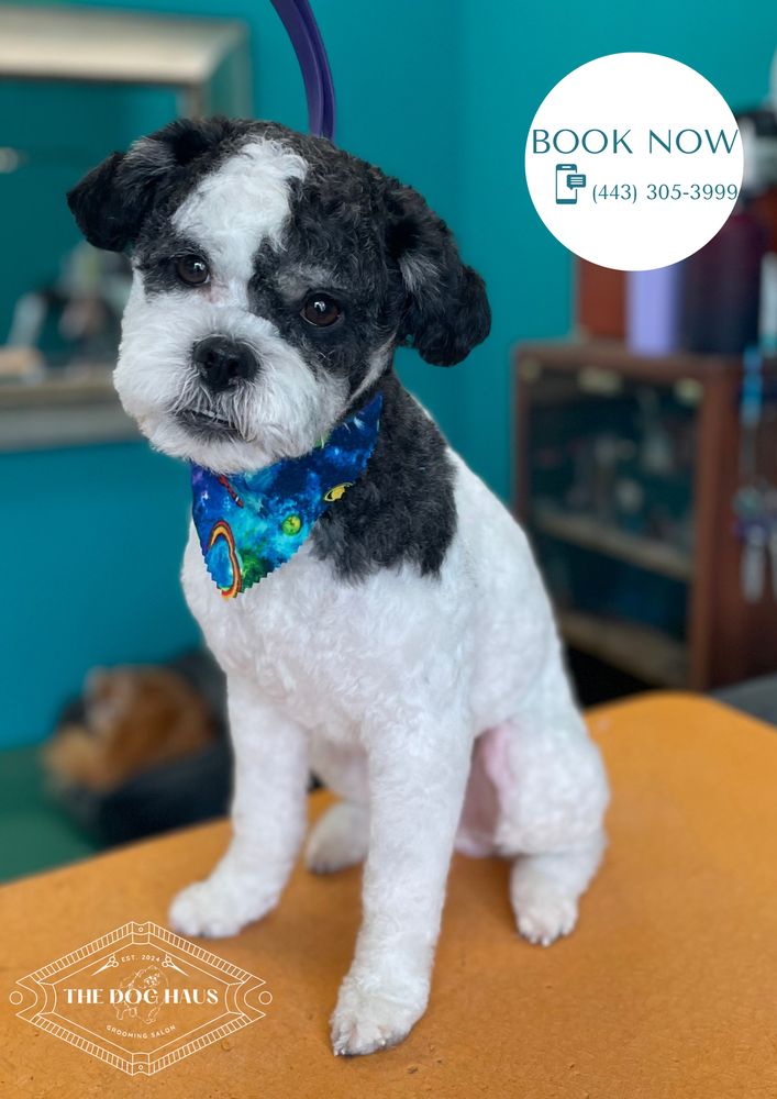 THE DOG HAUS GROOMING - Updated March 2026 - 31 Photos - 2441 Mountain ...