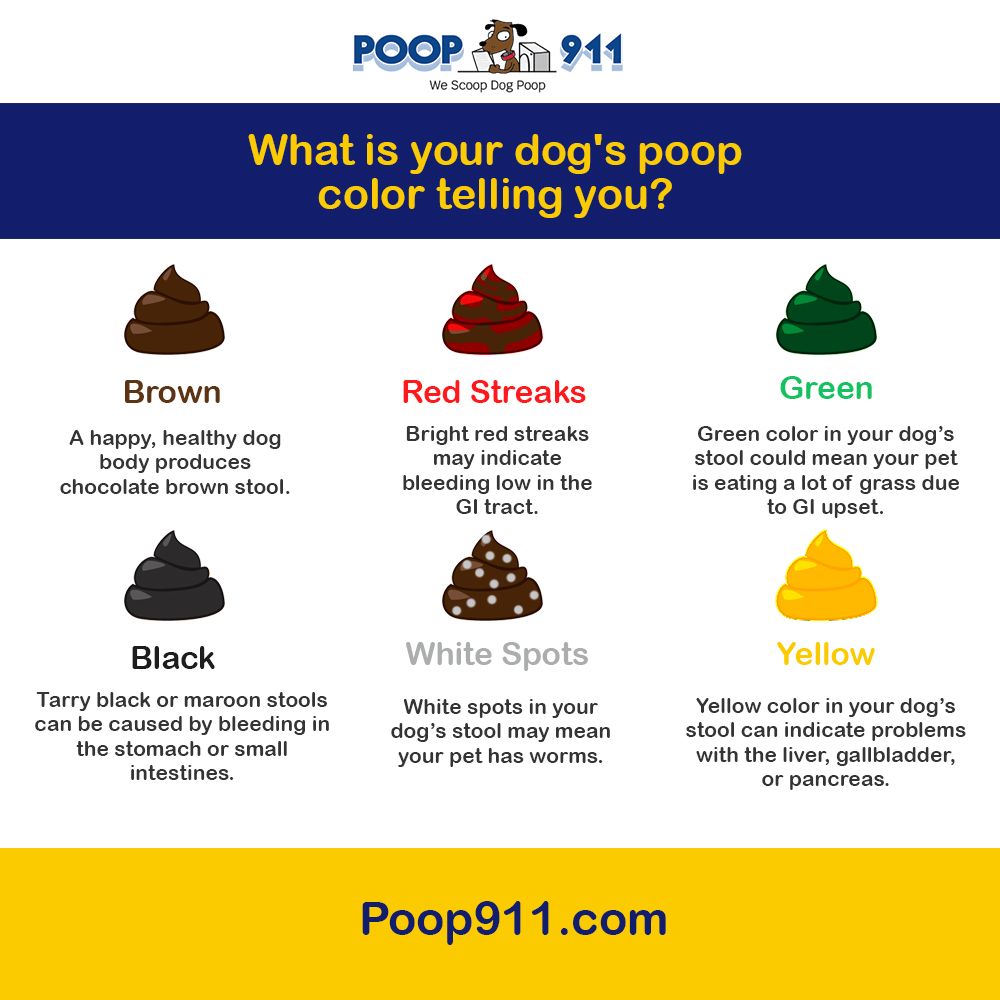 POOP 911 EAST ATLANTA - Updated December 2024 - Request a Quote - 10 ...