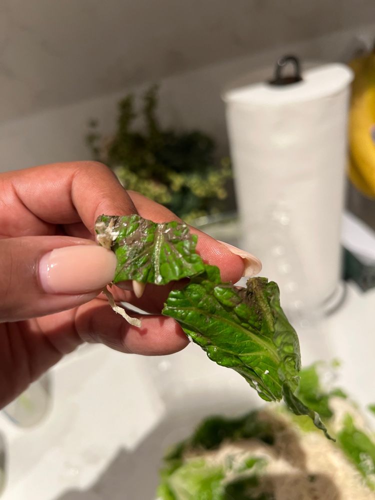 RASCALS TERIYAKI GRILL - Updated October 2025 - 357 Photos & 869 ...