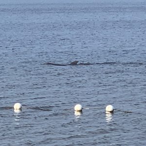 NORTH ANCLOTE SANDBAR - Updated December 2025 - Odessa, Florida ...