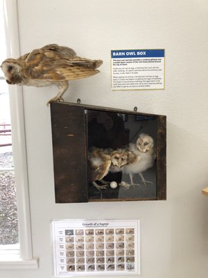 CALIFORNIA RAPTOR CENTER - Updated June 2025 - 44 Photos & 20 Reviews ...