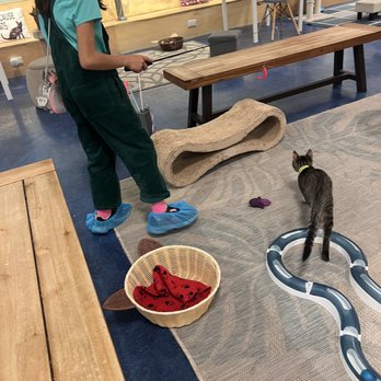 MINI CAT TOWN - Updated November 2025 - 273 Photos & 135 Reviews - 2200 ...