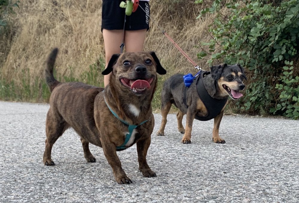 PASADENA HUMANE - 408 Photos & 639 Reviews - 361 S Raymond Ave ...