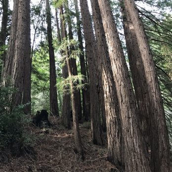 POGONIP - Updated January 2026 - 234 Photos & 42 Reviews - 333 Golf ...