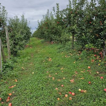 APPLE RIDGE ORCHARDS - Updated December 2025 - 243 Photos & 110 Reviews ...