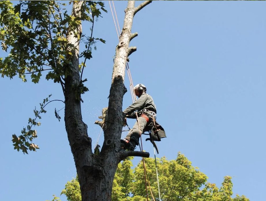 RENTON TREE SERVICE PROS - Updated July 2024 - 304 Main Ave S, Renton ...